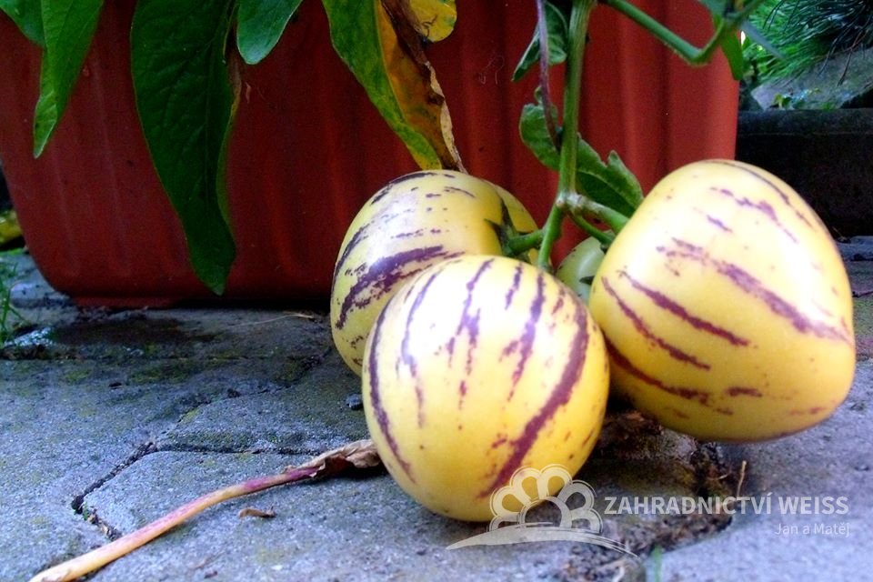 PEPINO GOLD - SOLANUM MURICATUM :: Rodinné zahradnictví v Oticích
