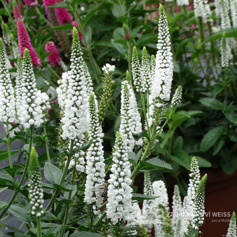 ROZRAZIL DLOUHOLISTÝ BÍLÝ - VERONICA LONG. FIRST LADY :: Rodinné ...