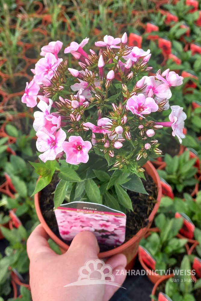 PHLOX EARLY PINK :: Rodinné zahradnictví v Oticích