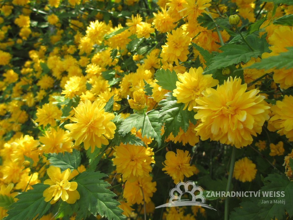 ZÁKULA - KERRIA JAPONSKÁ :: Rodinné zahradnictví v Oticích