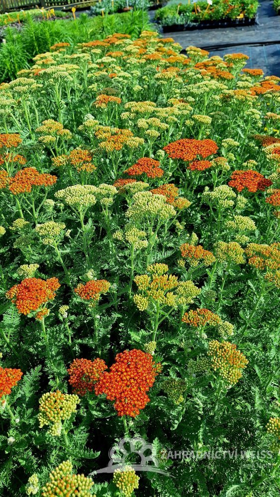 ACHILLEA MILLEFOLIUM SASSY SUMMER SUNSET :: Rodinné zahradnictví v Oticích