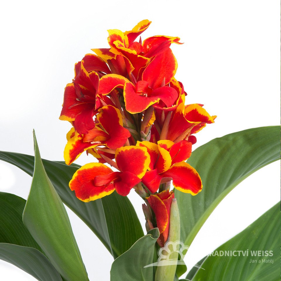 CANNA CANNOVA - RED GOLDEN FLAME :: Rodinné zahradnictví v Oticích