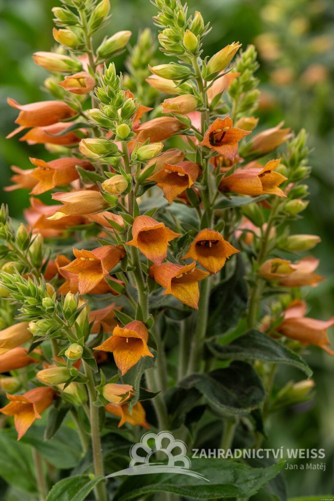 NÁPRSTNÍK - DIGITALIS HYBRIDA FIRECRACKER :: Rodinné zahradnictví v Oticích