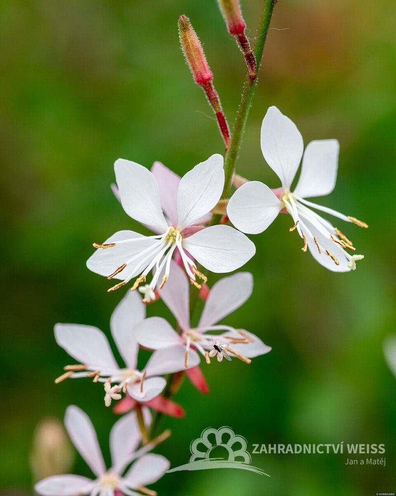 GAURA LINDHEIMERI - GRACEFUL WHITE :: Rodinné zahradnictví v Oticích