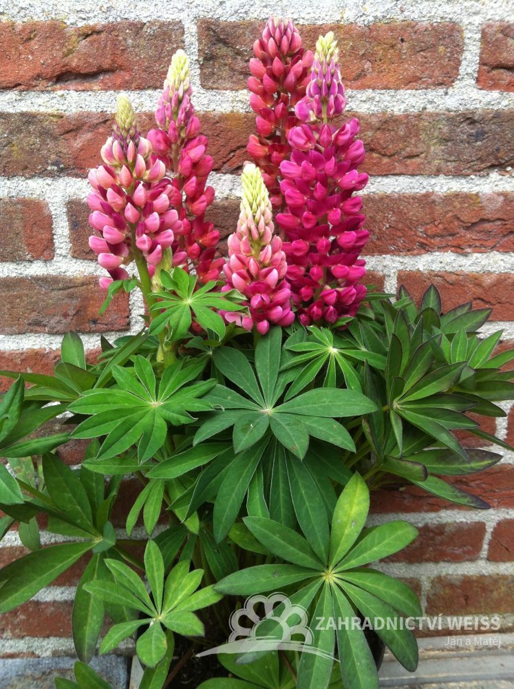 LUPINUS POL. LEGENDARY RED SHADES :: Rodinné zahradnictví v Oticích