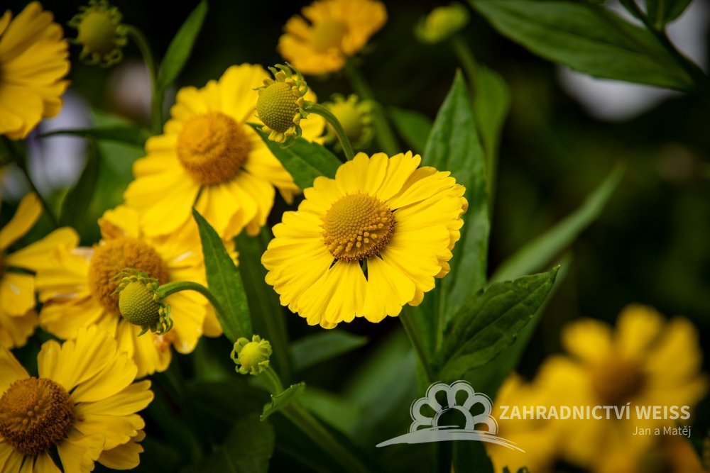 HELENIUM AUTUMNALE - HELENA GOLD :: Rodinné zahradnictví v Oticích