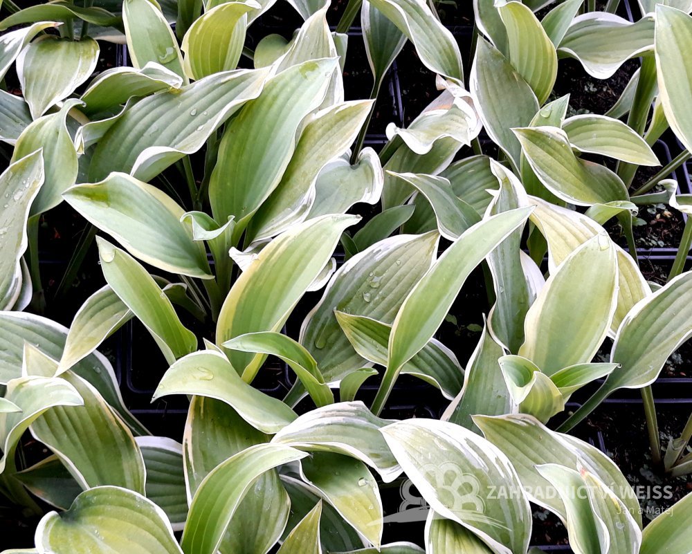 HOSTA "REGAL SPLENDOR" :: Rodinné zahradnictví v Oticích