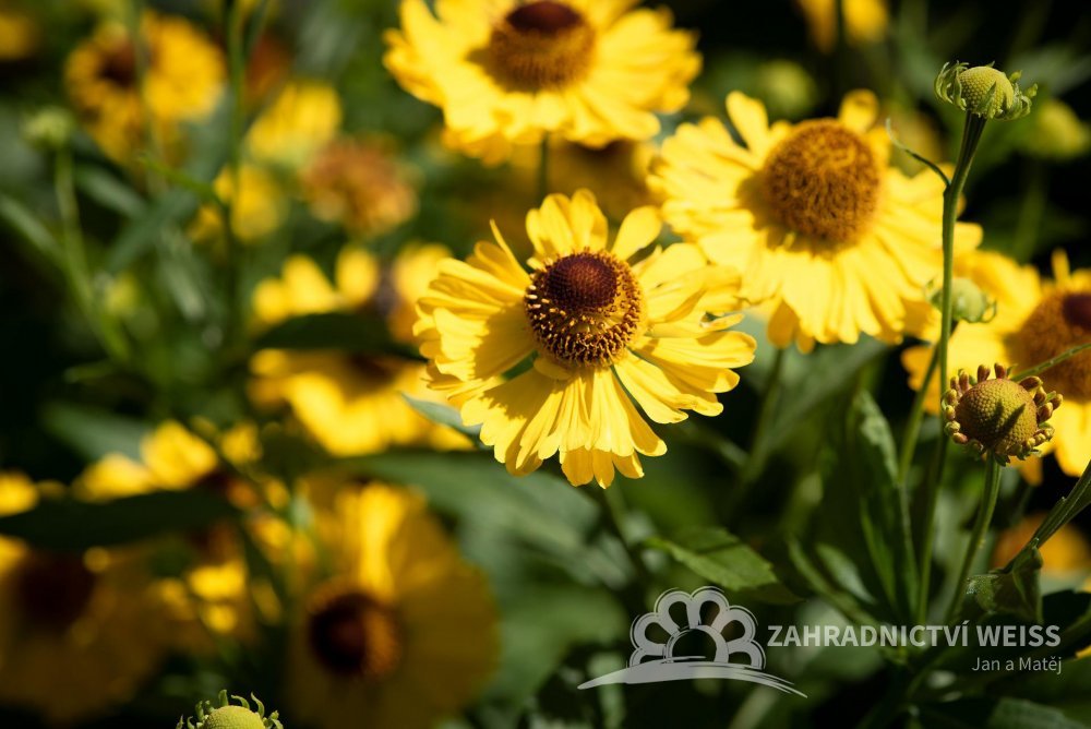 HELENIUM HAYDAY YELLOW :: Rodinné zahradnictví v Oticích
