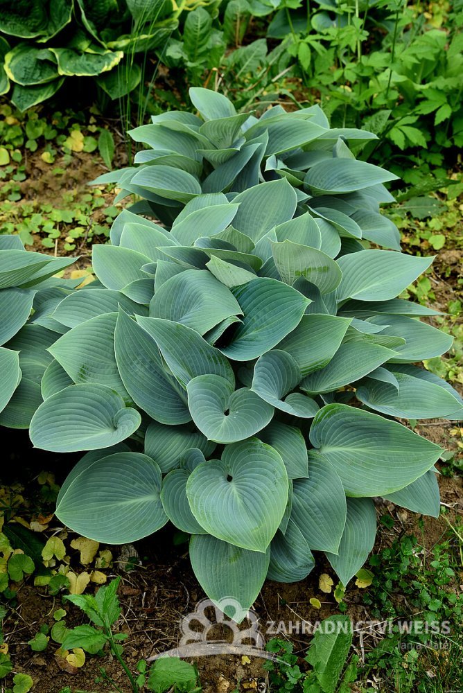 HOSTA "HALCYON" :: Rodinné zahradnictví v Oticích
