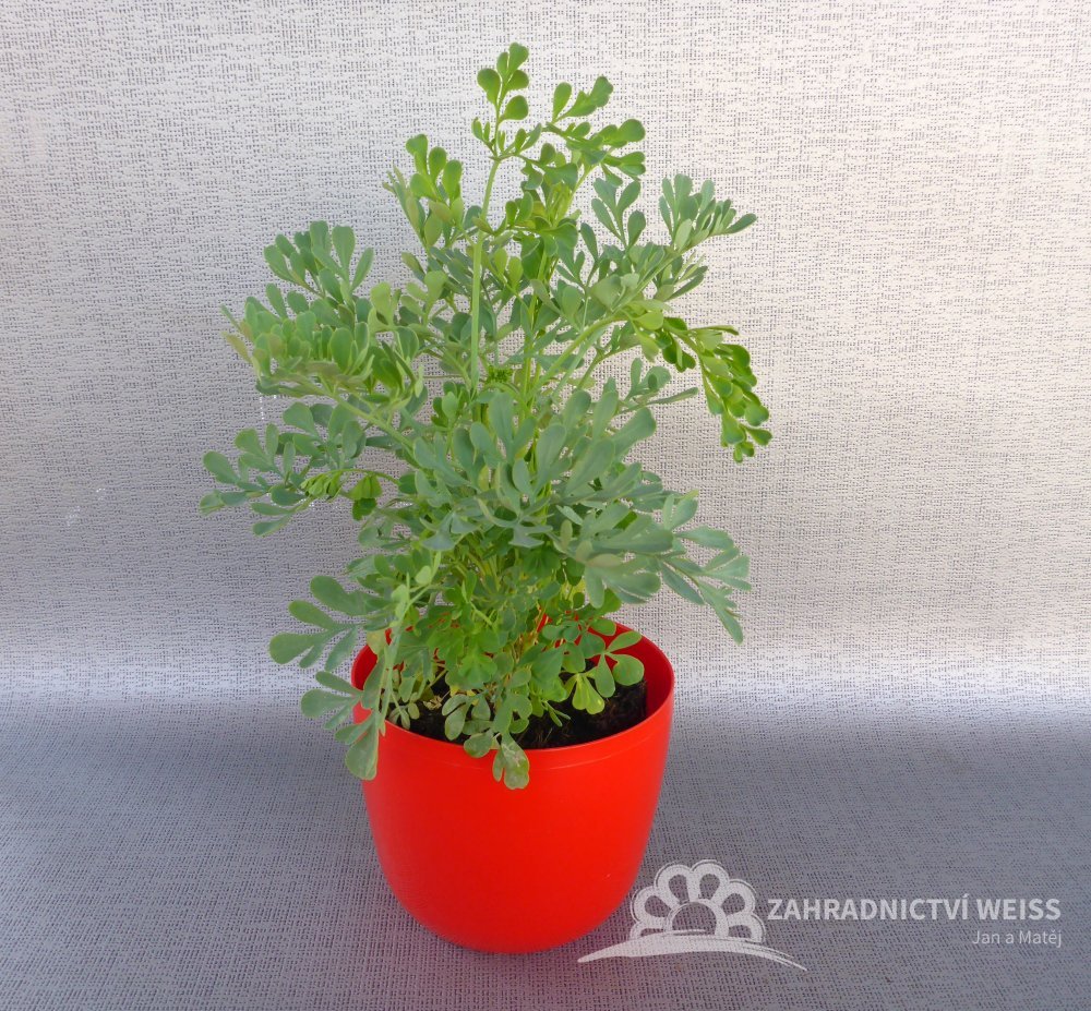 ROUTA VONNÁ :: Rodinné zahradnictví v Oticích