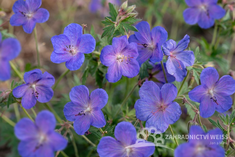 KAKOST - GERANIUM HYBRIDA JOHNSON´S BLUE :: Rodinné zahradnictví v Oticích