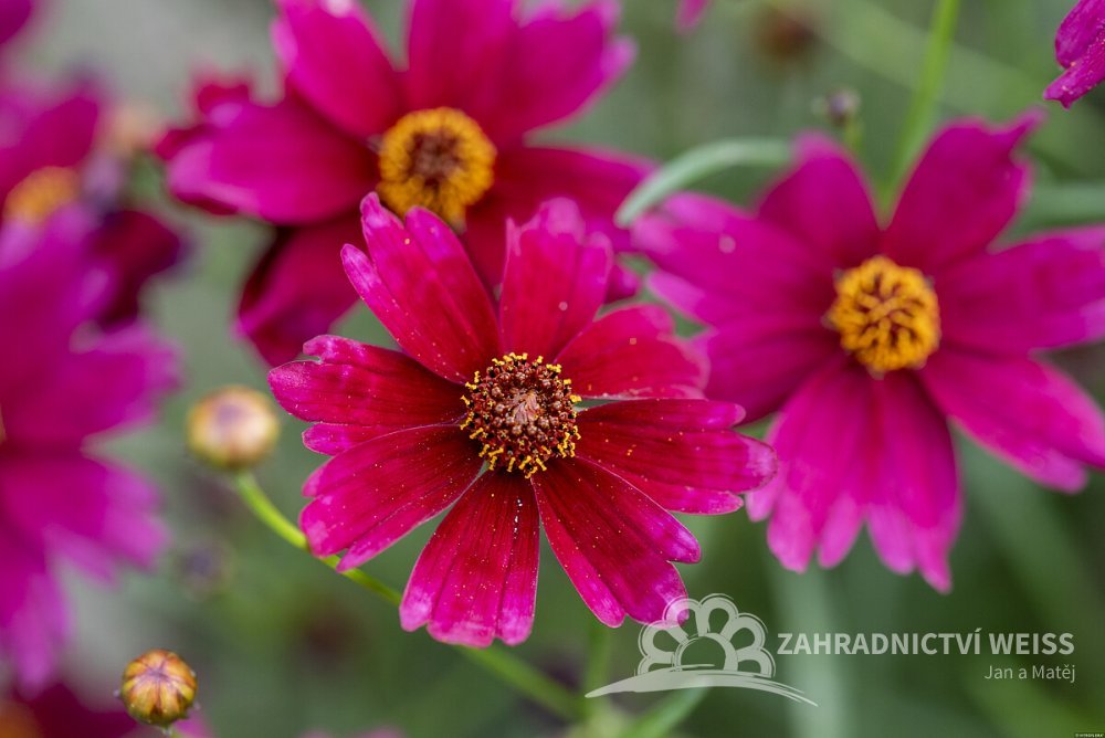 KRÁSNOOČKO - COREOPSIS VERTICILLATA RUBY RED :: Rodinné zahradnictví v ...