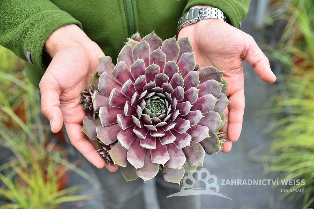 NETŘESK – SEMPERVIVUM BIG SAM PURPLE QUARTZ :: Rodinné zahradnictví v ...
