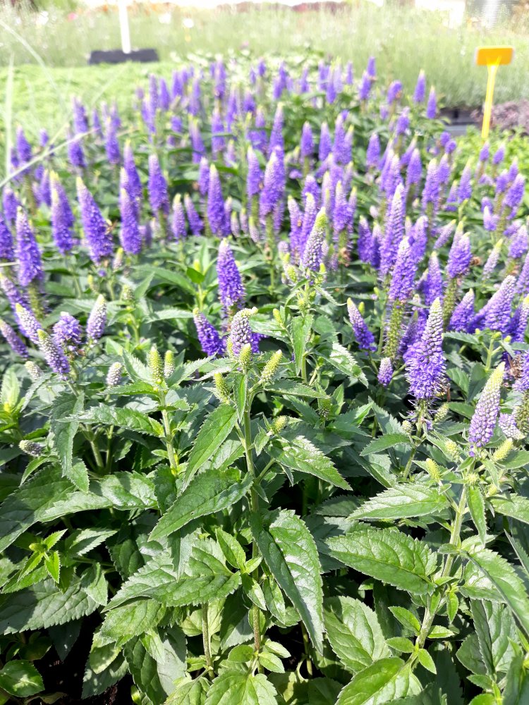 TRVALKY - SKALNIČKY :: Rodinné zahradnictví v Oticích