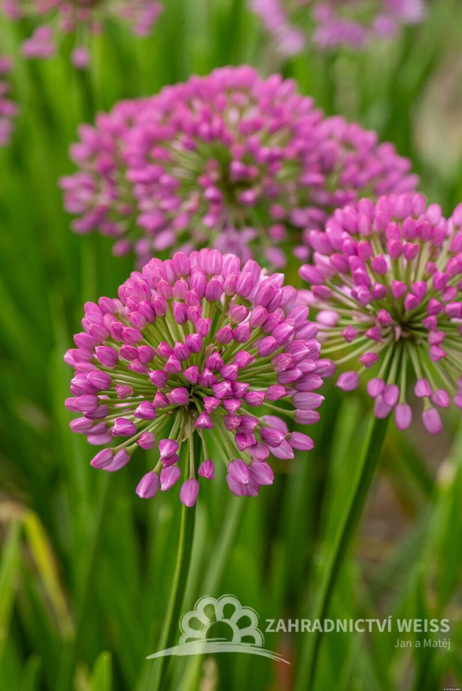 OKRASNÝ ČESNEK - ALLIUM HYBRIDA MILLENIUM :: Rodinné zahradnictví v Oticích