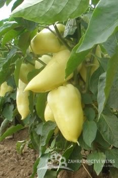 PAPRIKA AMY :: Rodinné zahradnictví v Oticích