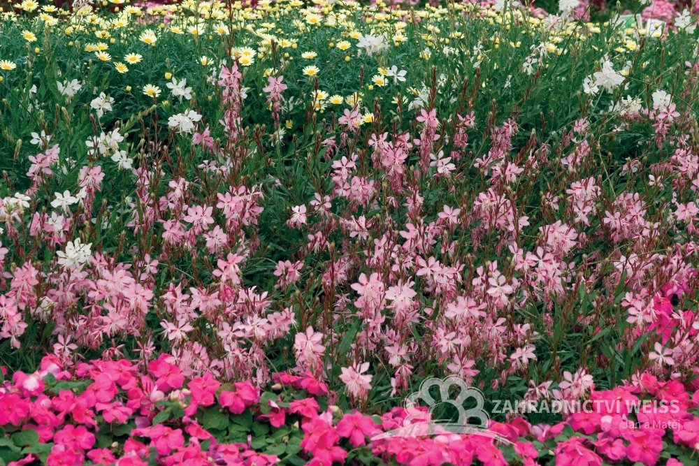 GAURA LINDHEIMERI – GEYSER PINK :: Rodinné zahradnictví v Oticích