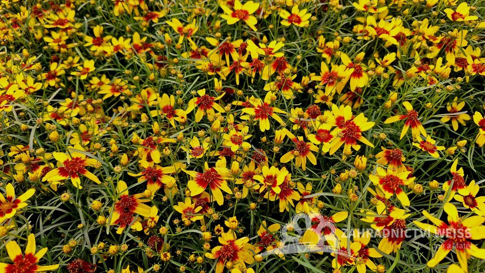 KRASNOOČKO - COREOPSIS VERTICILLATA FIREFLY :: Rodinné zahradnictví v ...