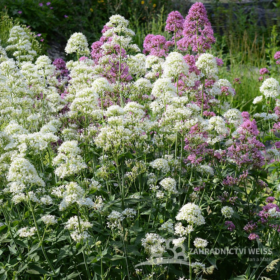 MAVUŇ - CENTRANTHUS RUBER ALBUS :: Rodinné zahradnictví v Oticích