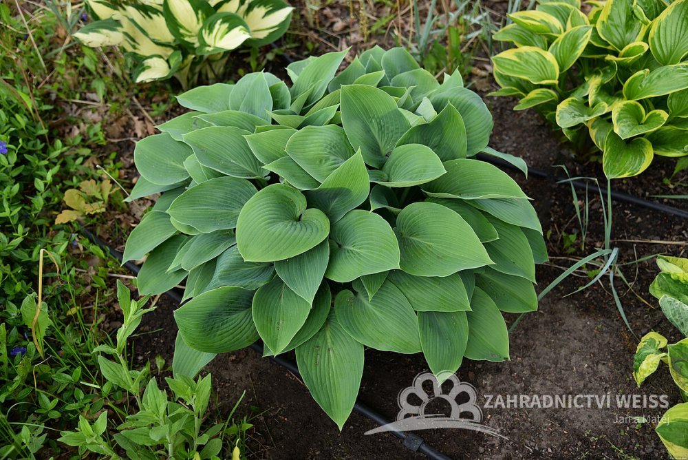 HOSTA "HALCYON" :: Rodinné zahradnictví v Oticích
