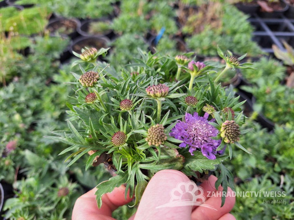 HLAVÁČ JAPONSKÝ - SCABIOSA JAPONICA RITZ BLUE :: Rodinné zahradnictví v ...