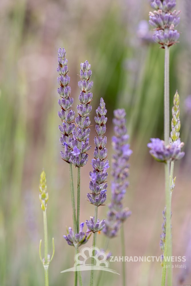 LEVANDULE PROSTŘEDNÍ - LAVANDULA INTERMEDIA DUTCH :: Rodinné zahradnictví v Oticích