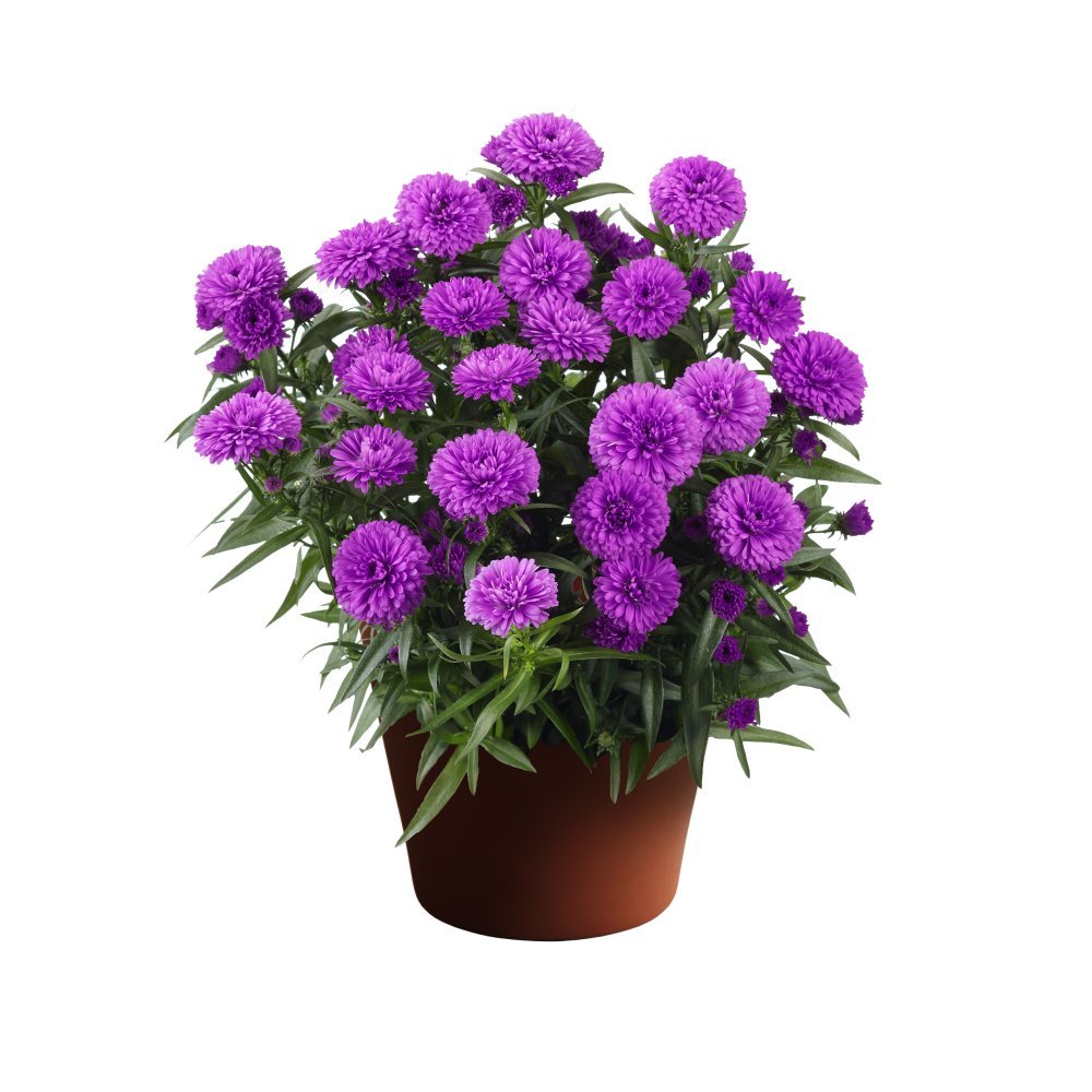 ASTRA PODZIMNÍ FIALOVO-RŮŽOVÁ - ASTER SHOWMAKERS PRETTY PINK :: Rodinné ...