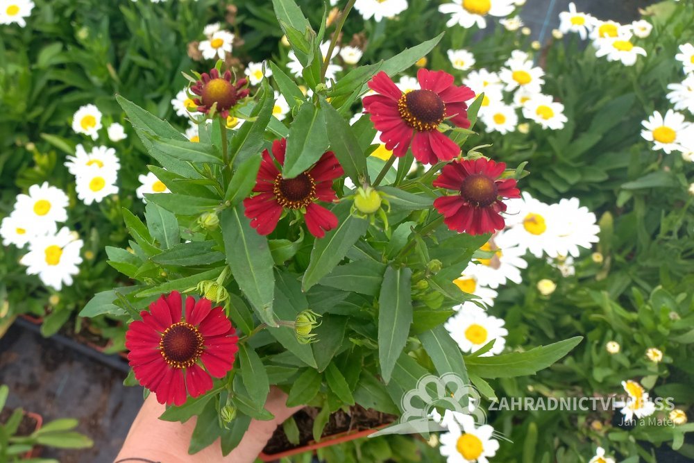 HELENIUM – HAYDAY RED :: Rodinné zahradnictví v Oticích