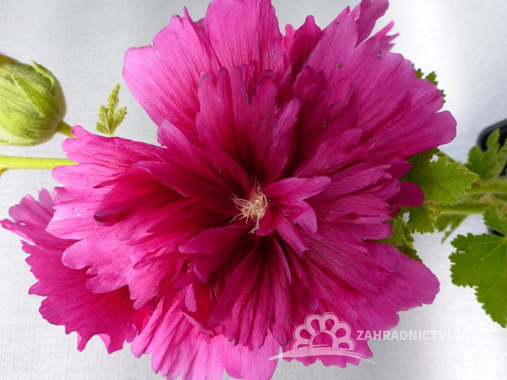 TOPOLOVKA - ALCEA ROSEA CHATERS DOUBLE MIX :: Rodinné zahradnictví v ...