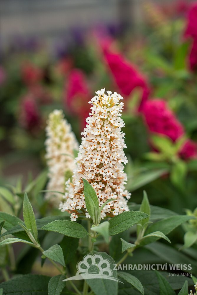 MOTÝLÍ KEŘ - BUDDLEJA BUTTERLY CANDY LITTLE WHITE :: Rodinné ...