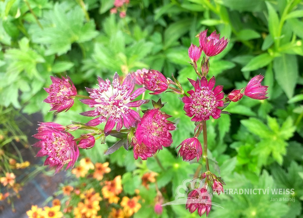 JARMANKA - ASTRANTIA ASTRA RED :: Rodinné zahradnictví v Oticích