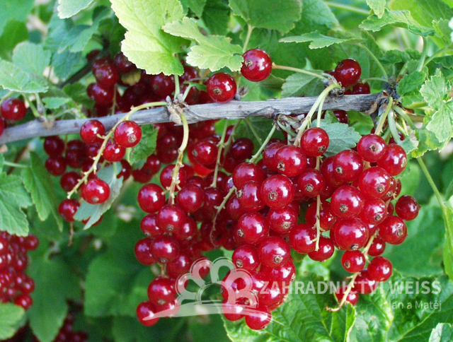 ČERVENÝ STROMKOVÝ RYBÍZ "DETVAN" :: Rodinné zahradnictví v Oticích