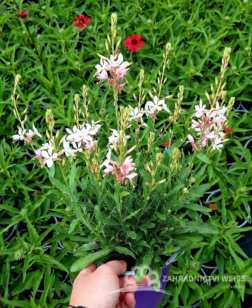 GAURA LINDHEIMERI - GRACEFUL WHITE :: Rodinné zahradnictví v Oticích