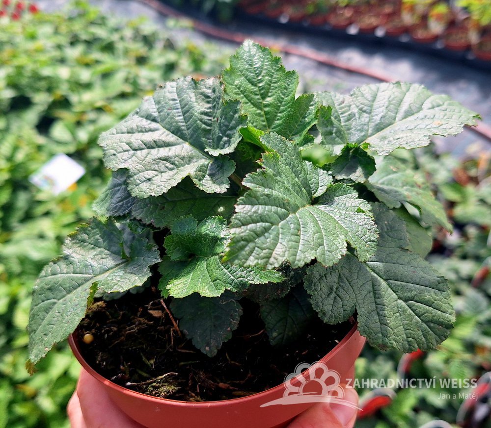 STROMKOVÝ MALINÍK - RUBUS RASBERRY TOWER HARA :: Rodinné zahradnictví v ...