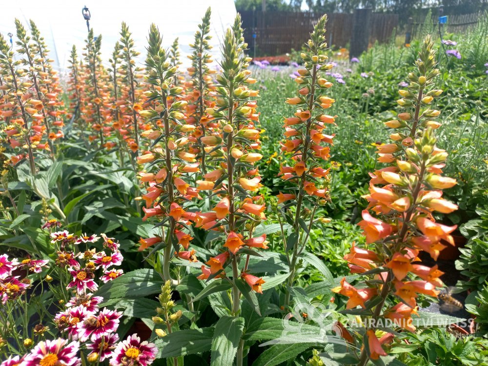 NÁPRSTNÍK - DIGITALIS HYBRIDA FIRECRACKER :: Rodinné zahradnictví v Oticích