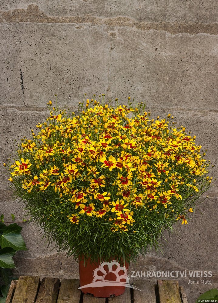 KRASNOOČKO - COREOPSIS VERTICILLATA FIREFLY :: Rodinné zahradnictví v ...