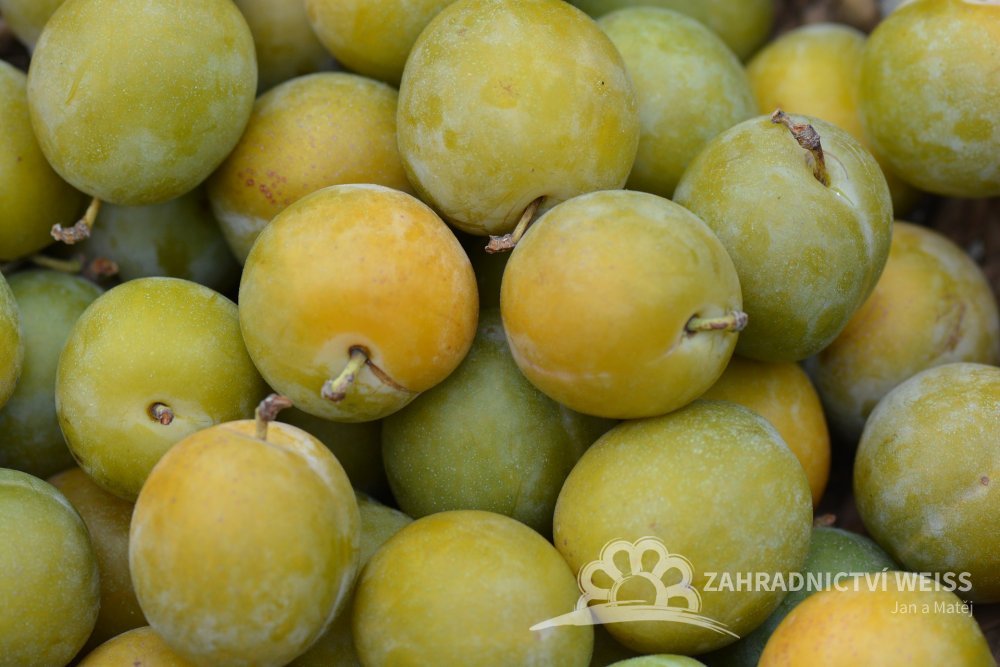 RYNGLE :: Rodinné zahradnictví v Oticích