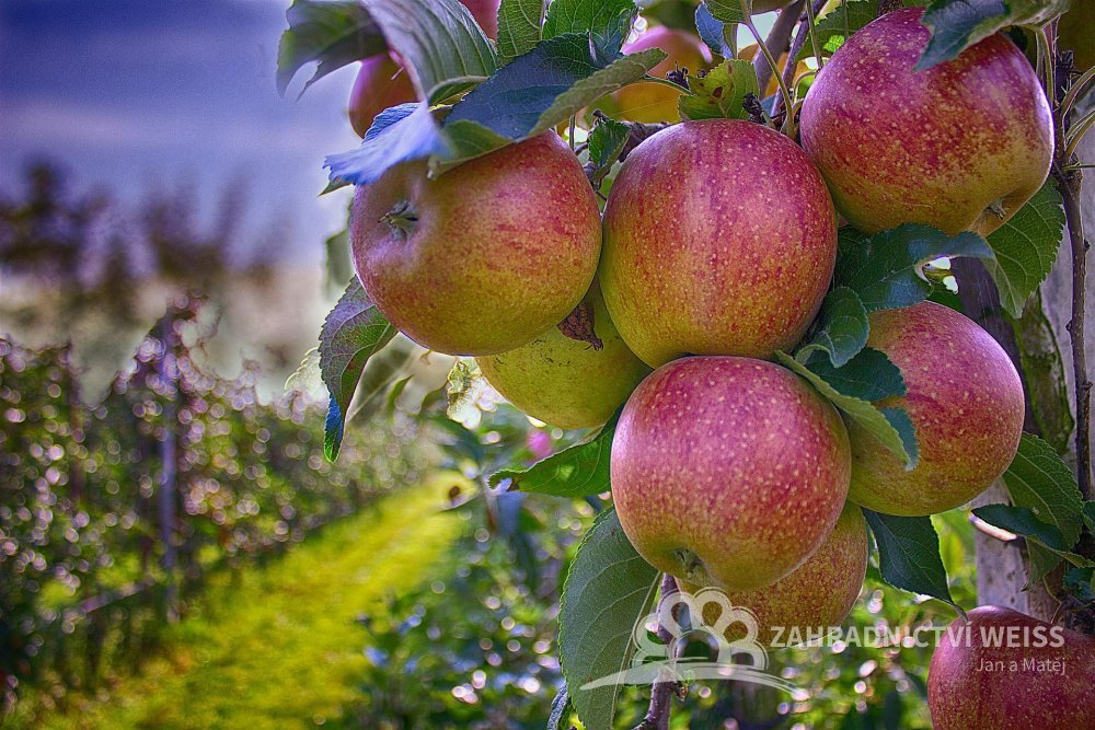 JABLONĚ :: Rodinné zahradnictví v Oticích