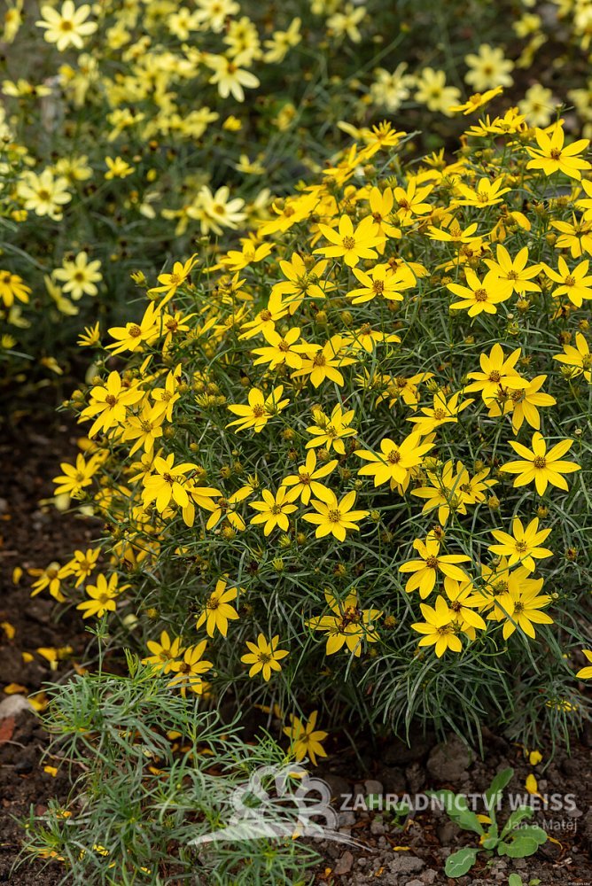 KRÁSNOOČKO - COREOPSIS VERTICILLATA ZAGREB :: Rodinné zahradnictví v ...