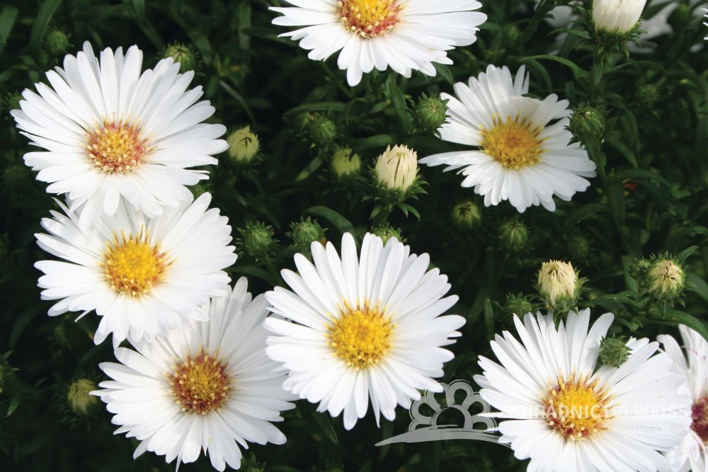 ASTRA PODZIMNÍ - ASTER MAGIC WHITE :: Rodinné zahradnictví v Oticích