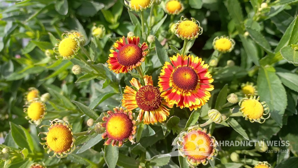 HELENIUM MARIACHI FUEGO :: Rodinné zahradnictví v Oticích