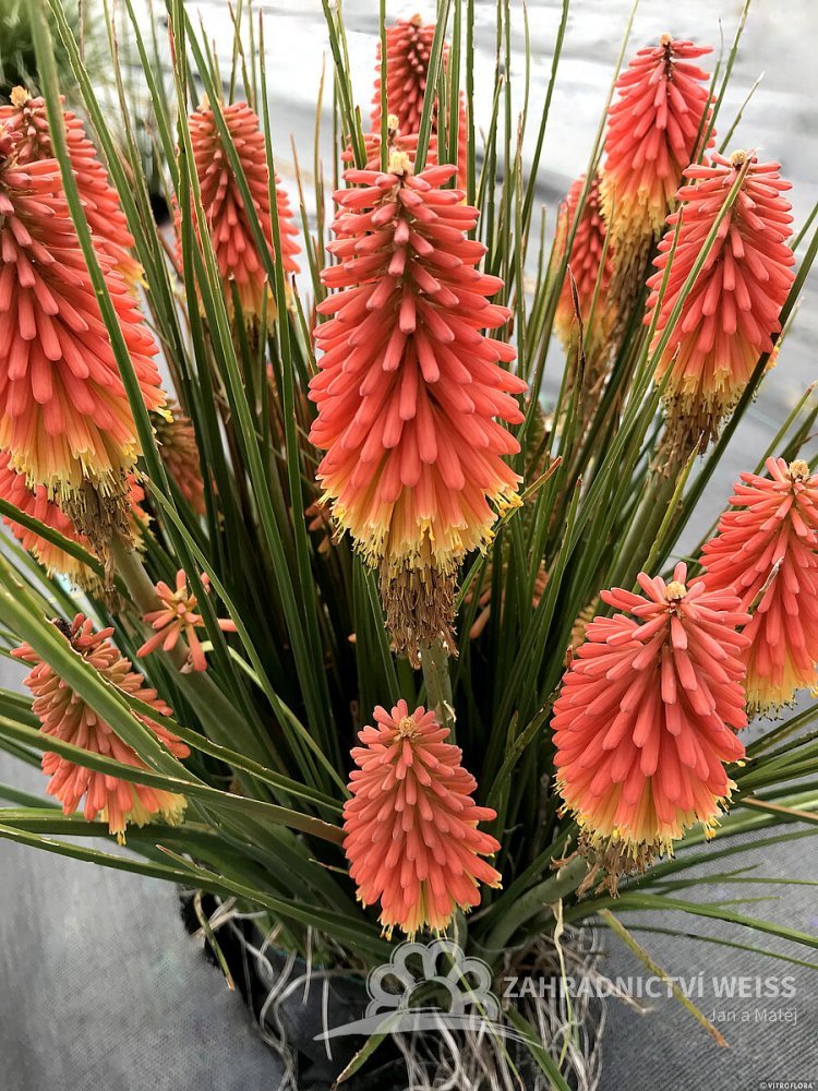 KLEOPATŘINA JEHLA - KNIPHOFIA ROCKET JR :: Rodinné zahradnictví v Oticích