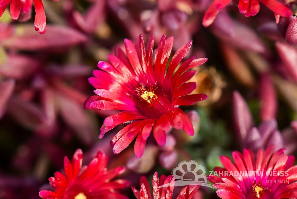 DELOSPERMA HYB. DESERT DANCER RED :: Rodinné zahradnictví v Oticích