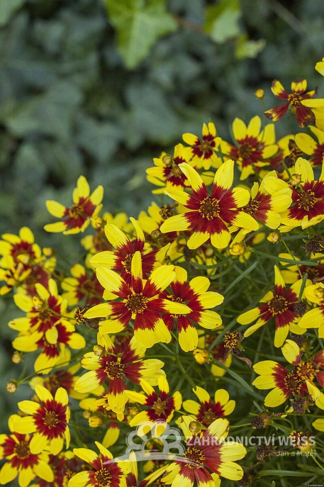 KRASNOOČKO - COREOPSIS VERTICILLATA FIREFLY :: Rodinné zahradnictví v ...