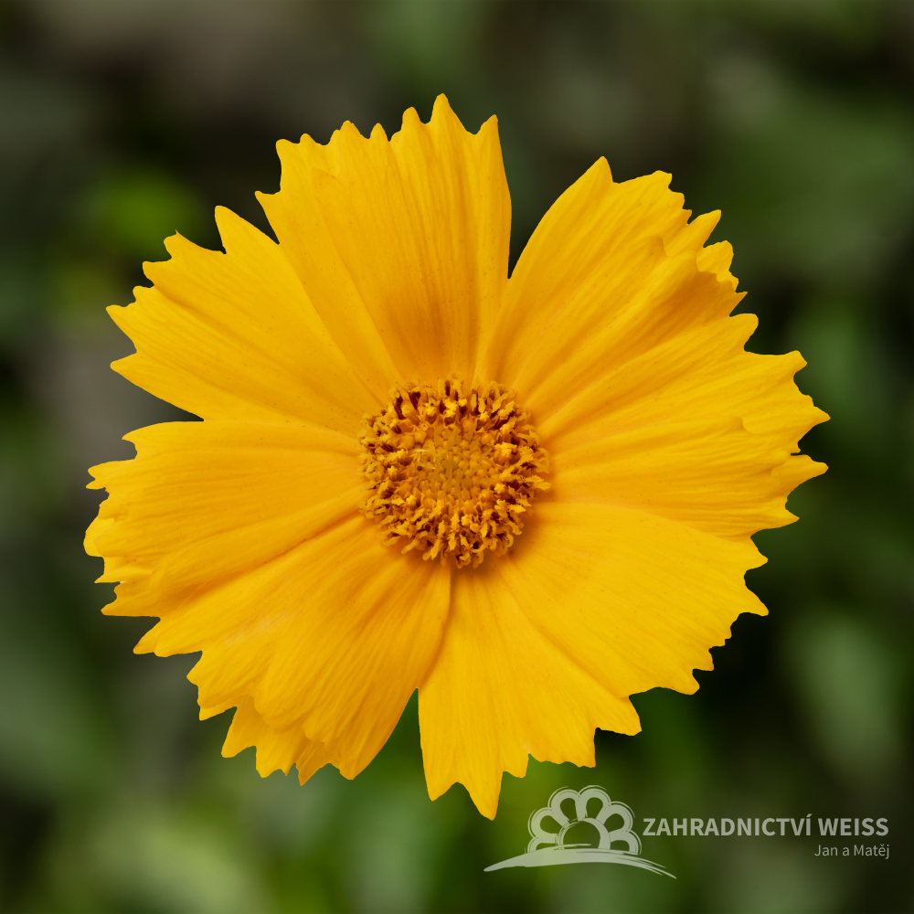 KRASNOOČKO - COREOPSIS CASTELLO COMPAKT YELLOW :: Rodinné zahradnictví ...